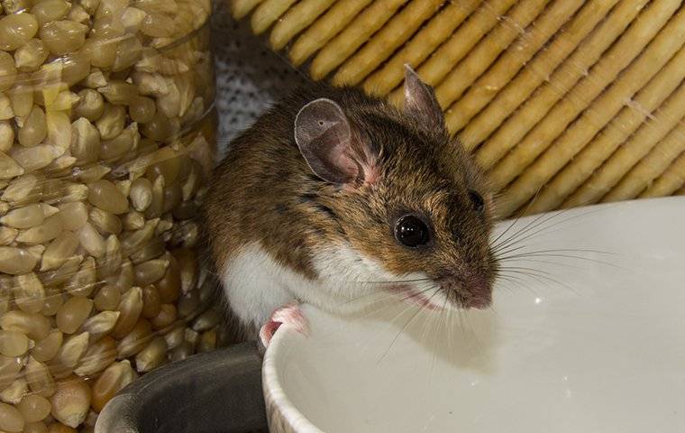 Professional Rodent Control In Riverside: Is It Worth The Price?