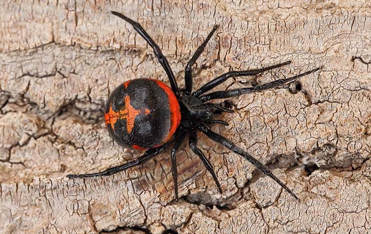 House Spiders In Phoenix Can Be A Real Headache