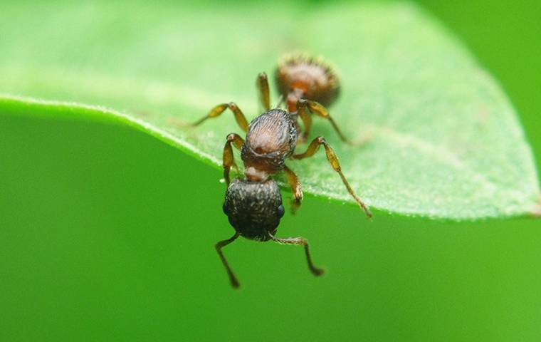 What It Takes To Get Rid Of An Ant Infestation In Your San Diego Home