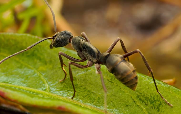 Blog - From Invasion To Extermination: Ant Control Strategies For San ...