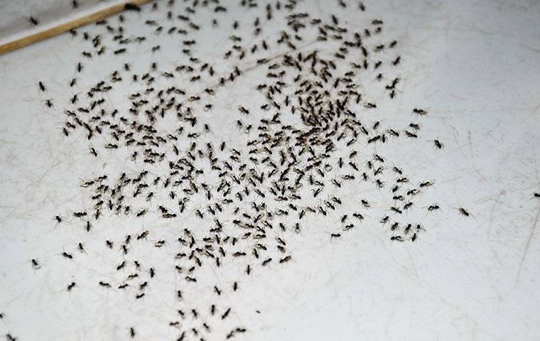 The Trick To Getting Rid Of Ants In San Diego For Good