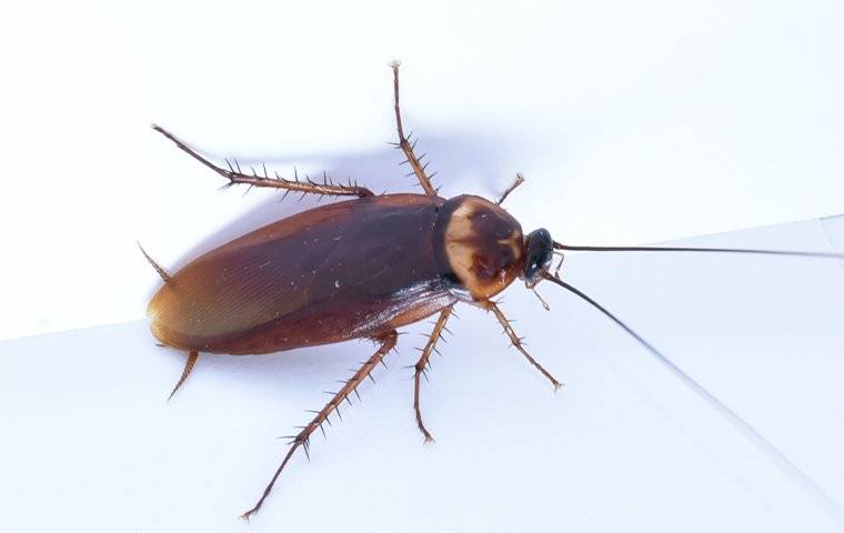 American Cockroaches: How To Identify And Get Rid Of Them In San Diego