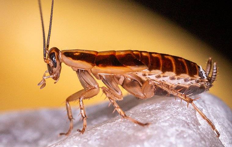 Getting Rid Of Roaches In San Diego Just Got Easier!