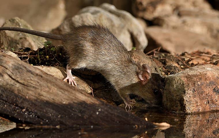 Rodent Solutions For San Diego: Taking Charge of Your Pest Problem