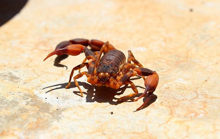 The Best Way To Get Rid Of Scorpions On Your San Diego Property