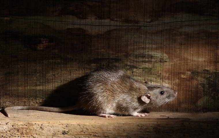 Are There Rodents Living Inside My Walls In San Diego?