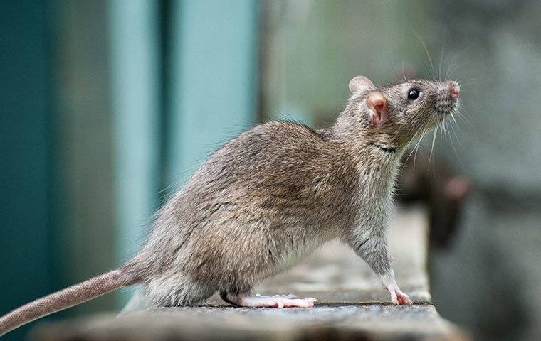 Blog - How To Keep Your San Diego Business Rodent Free