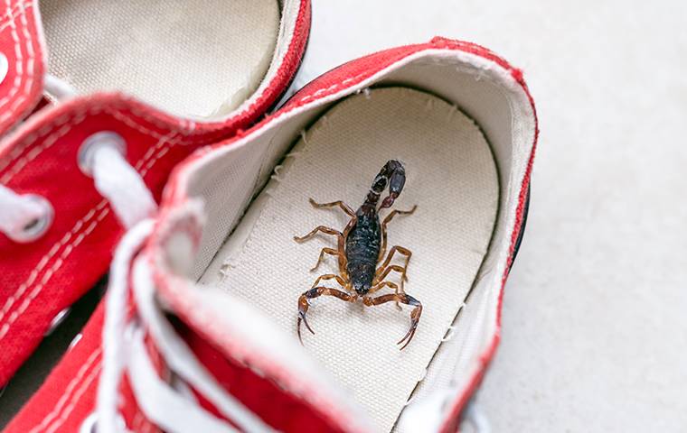 Blog - How To Keep Scorpions Out Of Your San Diego Home