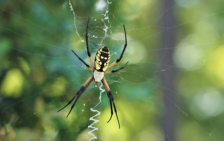 The Best Way To Keep Spiders Out Of Your San Diego Home