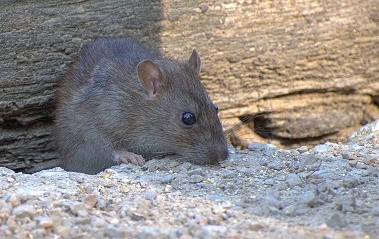 The Best Way To Get Rid Of Rats On Your San Diego Property