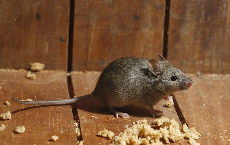 Ultimate Guide To Rodent Prevention And Control: Keeping Your San Diego ...