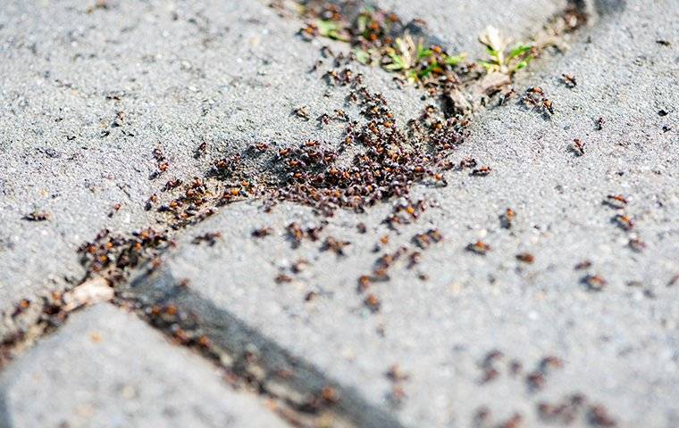 Identifying Common Ant Species