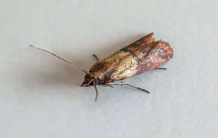 How To Get Rid Of Indian Meal Moths In Your Kitchen In San Diego