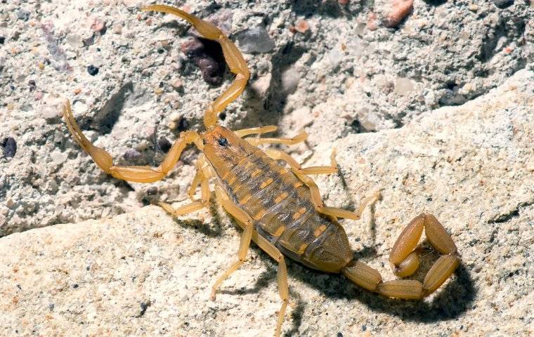 Blog - Little Known Things About The Phoenix Scorpions
