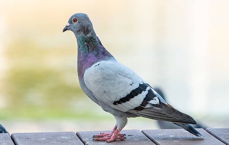 Keep Pigeons At Bay: Expert Strategies For Effective Pigeon Prevention ...