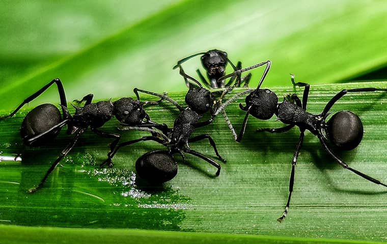 Say Good Riddance To Ants In Your San Diego Home